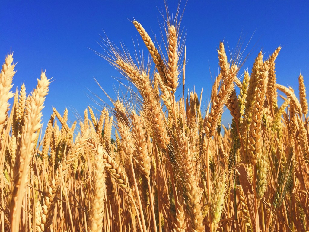 CWRS Wheat » Imperial Grains